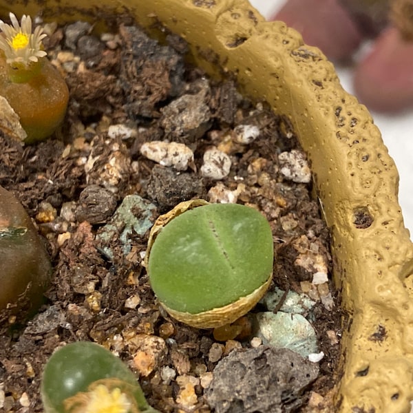 Plant-1- Gibbaeum Nuciforme - Etsy