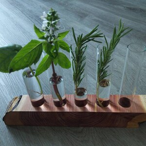 Black Walnut Propagation Set of 3 / Hydroponic Rooting Vases / - Etsy