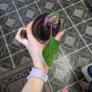 Alocasia Sabrina Starter Plant ALL PLANTS Require You to Purchase 2 ...