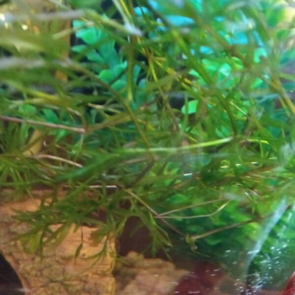 Starter Houseplant Cutting Bundle Satin Pothos, Pearl and Jade Pothos ...