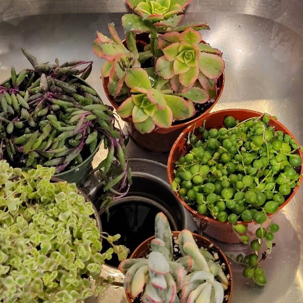 Ruby Necklace, String of Rubies, Little Pickles, Othonna Capensis ...