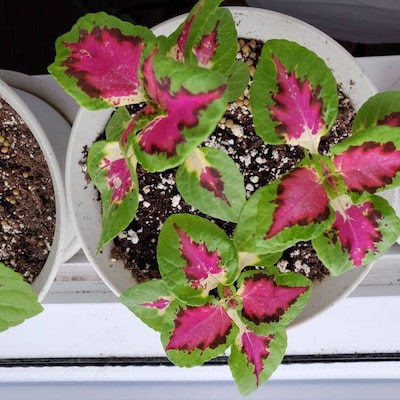 Huge Leaves COLEUS ROSE Pink Fuchsia White Green 15 Seeds - Etsy