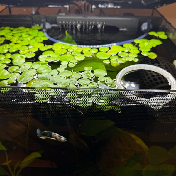 Aquarium Plant Holder (stacked Stones) - Etsy