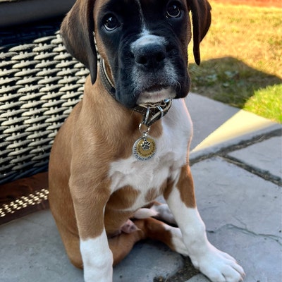 Dog Tag Bunny Chaser Dog Tag Funny Pet Tag Dog ID Tag - Etsy