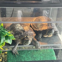 Fully Acrylic Large Turtle Tower Turtle Basking Dock Turtle Basking ...