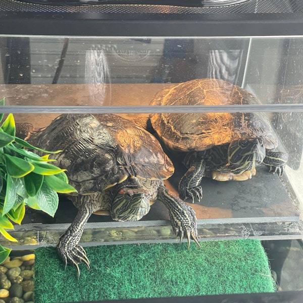 Fully Acrylic Large Turtle Tower Turtle Basking Dock Turtle Basking ...