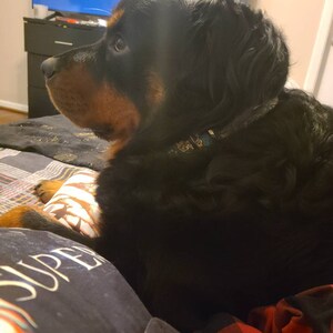 Fable Floral Purple Dog Collar Martingale Dog Collar Clip - Etsy