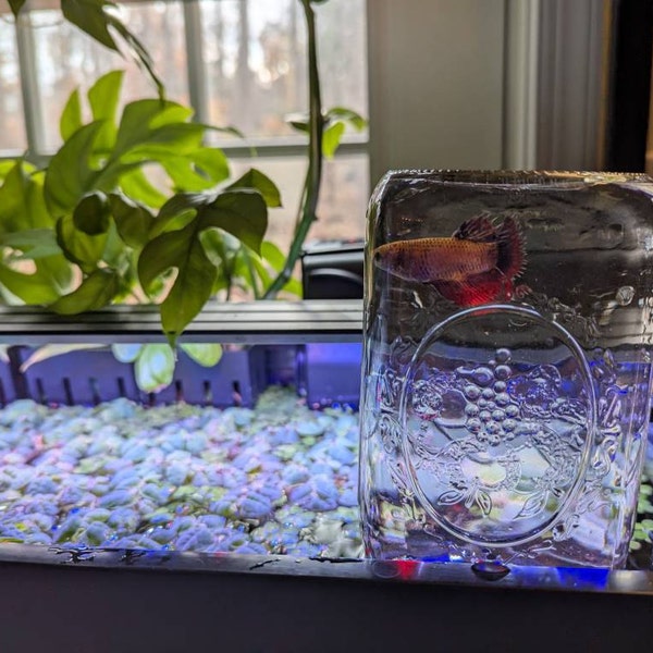 Justponics Mini Bell Siphon V3 (set of 2) - Etsy