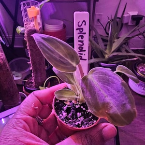 Philodendron Splendid Starter Plant ALL STARTER PLANTS Require You to ...