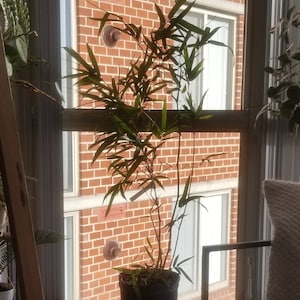 Tropical Blue Bamboo Bambusa Chungii NON-INVASIVE, CLUMPING - Etsy