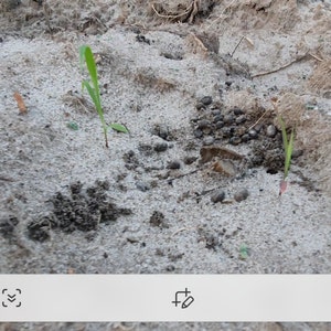 Atibala Root Indian Mallow Abutilon Indicum Root Kangi Root Atibala ...