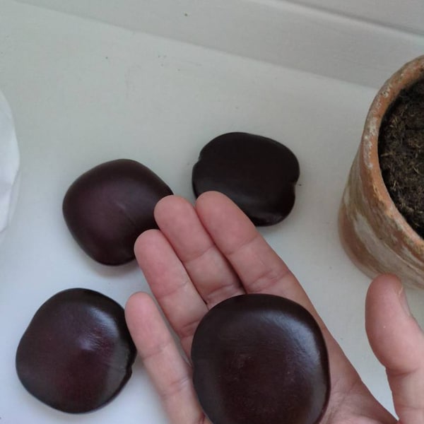 25 Grams of Red Seeds (adenanthera Pavonina) or Approximately 96 Seeds ...