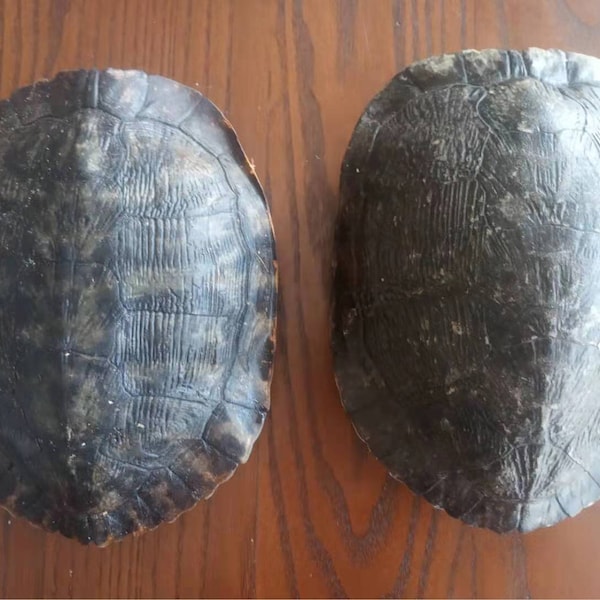 Red-eared Slider Turtle Shells - Etsy
