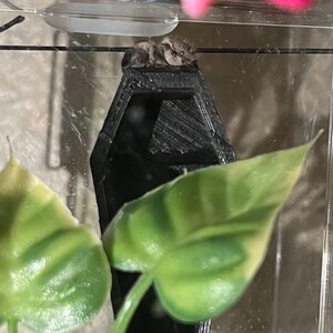 3D Printed JC Original Magnetic Coffin Jumping Spider Hide - Etsy