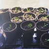 Wingstem Seeds - Etsy Canada