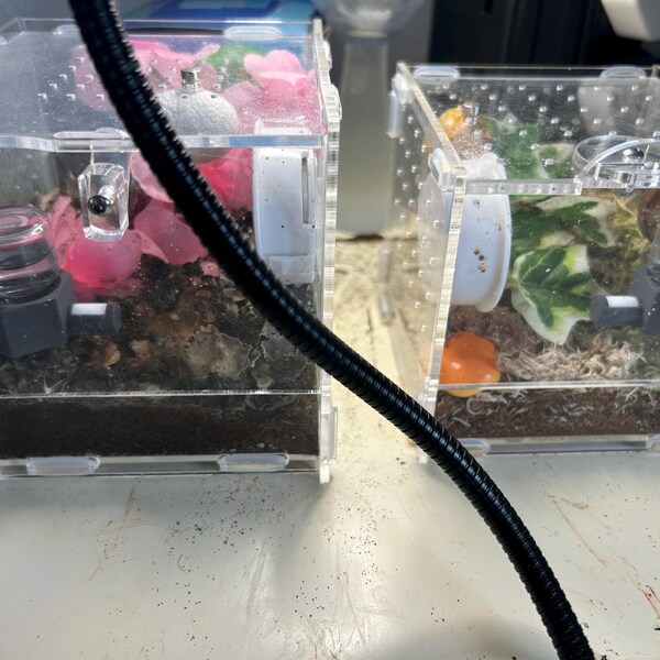 Wicking Water Feeder Trough for Small Pets Insects, Spiders, Tarantulas ...