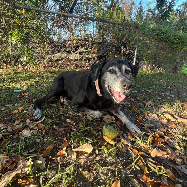 Orange and White Checkered Dog Collar, Martingale or Flat Collar, Dog ...