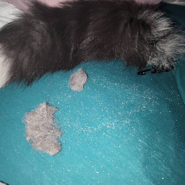 Marten Pelt, Marten Skin, Marten Hide, Marten Fur, Real Fur, Marten Fur ...