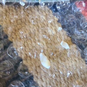 Nautilus Shell Rare Deep Sea Shell Specimen - Etsy