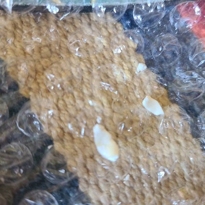 Nautilus Shell Rare Deep Sea Shell Specimen - Etsy