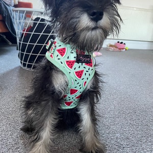 Grey Dog T-shirt Dog Tees Dog Shirts Pet Shirts XXS to - Etsy