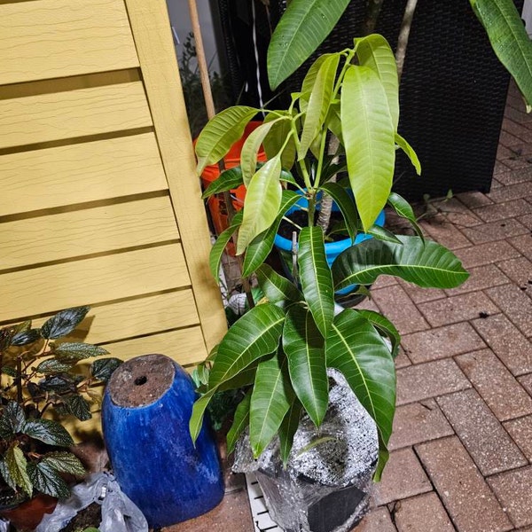 Carrie Dwarf Mango Tree: Grafted Plant in 3 Gallon Pot - Etsy