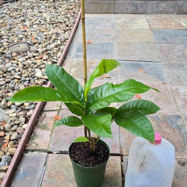 Yellow Flower, Magnolia Champaca, Michelia Champaca in 6" or 4" Pot ...