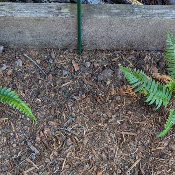 Western Sword Fern Plant, Polystichum Minutum, PNW Native Shade Fern - Etsy
