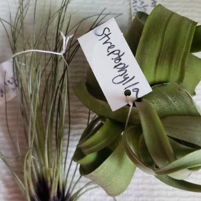 Neglecta Mini Air Plants Tillandsia, Air Plant, Indoor Plant, House ...