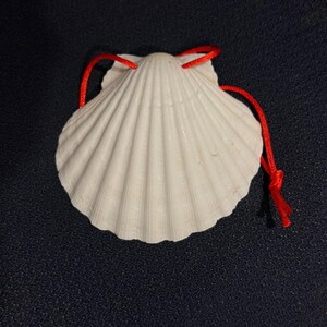 100 Small Bleeding Tooth Shells Seashells 1/2 - Etsy