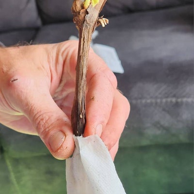 Epiphyllum Medora,one Live Plant in Pot ,hard to Find. - Etsy Canada