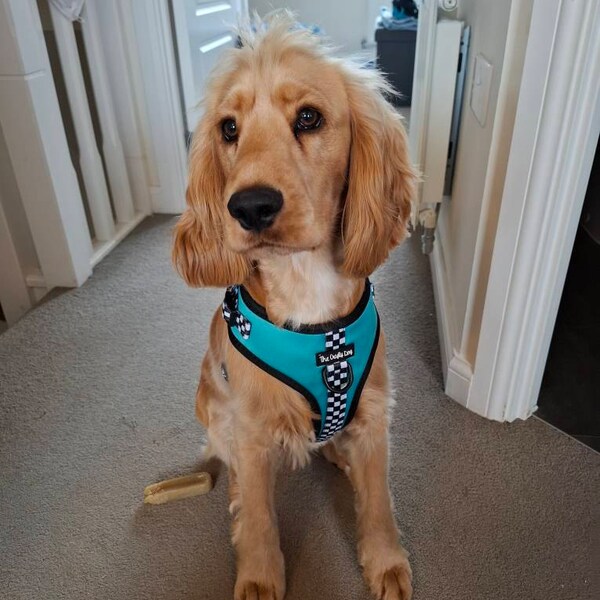 The Crafty Dog Co - Barkday Birthday Balloon Dog Bandana Pink Blue ...