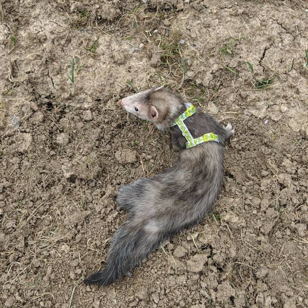 Greens Ferret Harness With Clover - Etsy