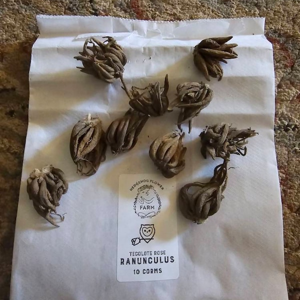 Celosia Act Pink Seeds Grow Unusual Brain Shaped, Weird Focal Flowers ...