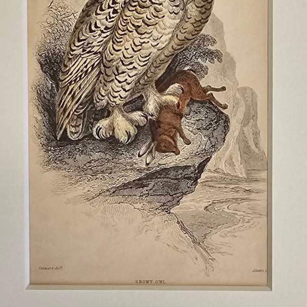 Antique French Print, Fourrures From 1922 ,french Vintage Animal Print ...