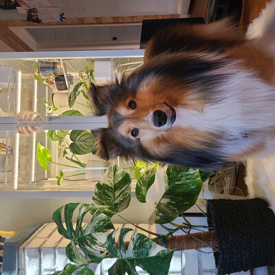 Plant Trellis Cebu Blue Pothos Plant Art Plant Decor - Etsy