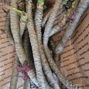 BEST SELLER Hawaii Plumeria Rare Coral Pink 4 Cuttings 1-2 Tip in 10-12 ...