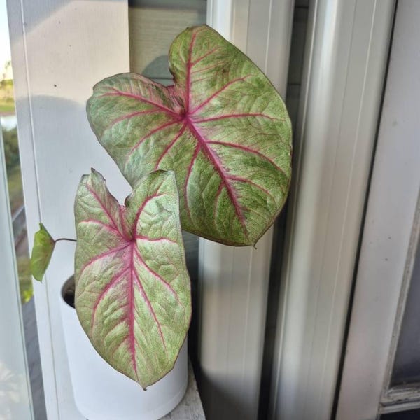 Caladium 'dot's Delight' Choose From 4 Options **new Crop 2025**in ...