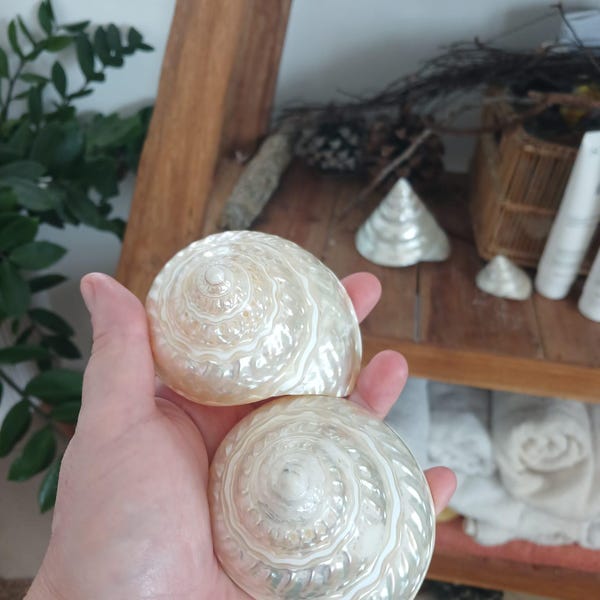 Rare Turquoise Cute, Beautiful Shell, Sea Treasure, Large Round Shell ...