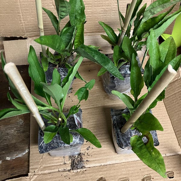 3 Musa poquito Banana Tree/ Banana Tree in 4 Inch Cups one Plant per ...