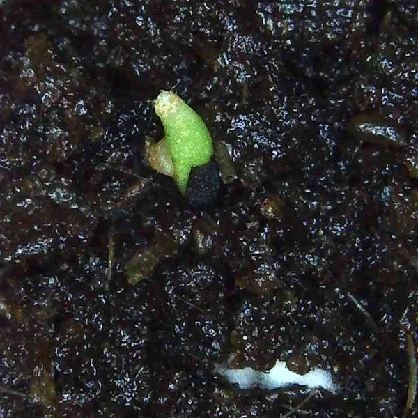 Hildewintera Colademononis - Monkey Tail Cactus Seeds - Grown in the ...