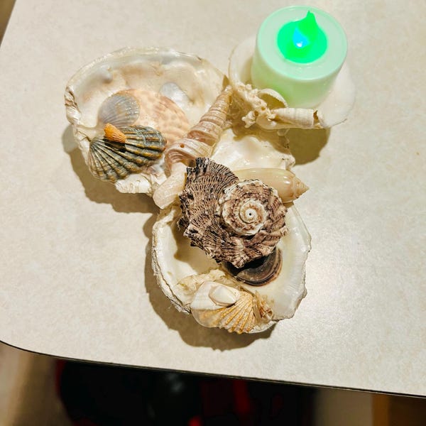25 Calico Clam Shells / Seashells - Etsy