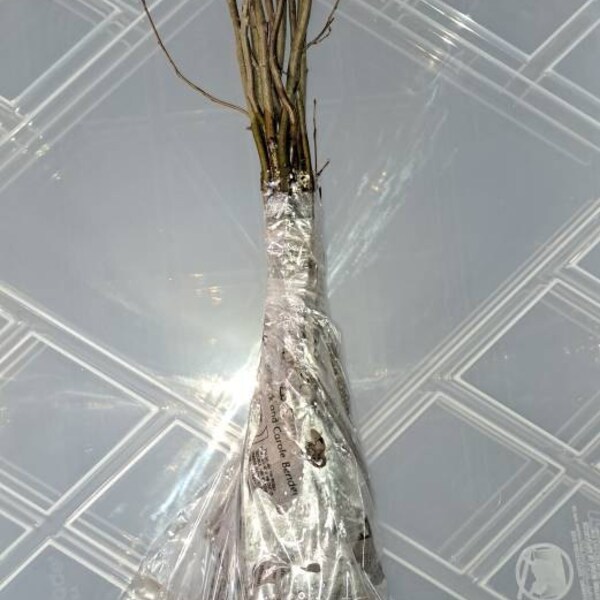 Chinese Elm Quart Container - Etsy