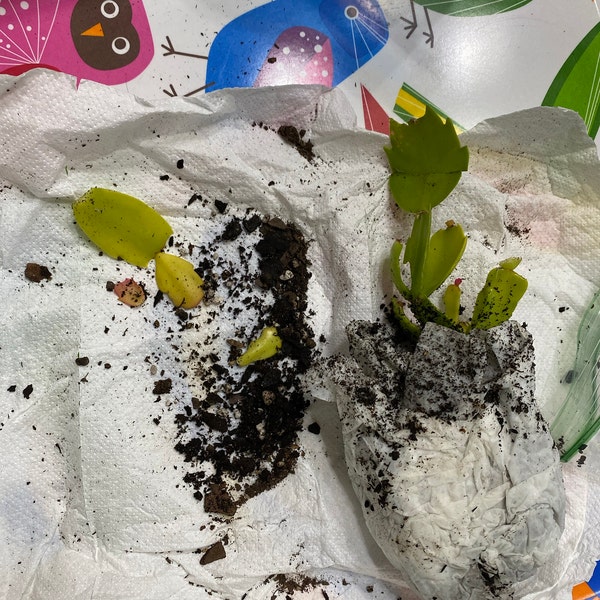 Sunset Snappy Blanket Flower Perennial Seeds - Etsy