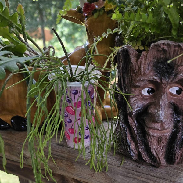 Rhipsalis Bacifera Ssp. Mauritiana “ferrari” 4 Unrooted Cuttings - Etsy