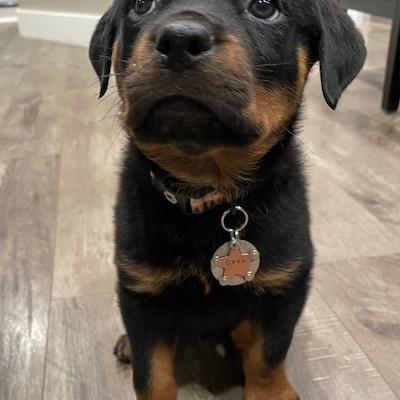 Sheriff Star Tag pet ID Tag Mixed Metal Ranger Star for - Etsy