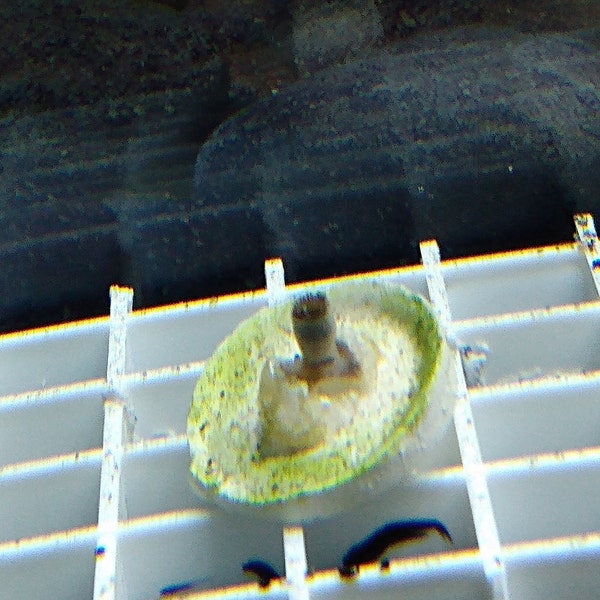 Live Frag Purple Fauchea Macro Algae Marine Saltwater Plant Reef ...