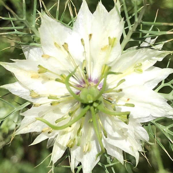 200 ROSE QUEEN CLEOME (spider Flower) Cleome Hassleriana Cleome Spinosa ...