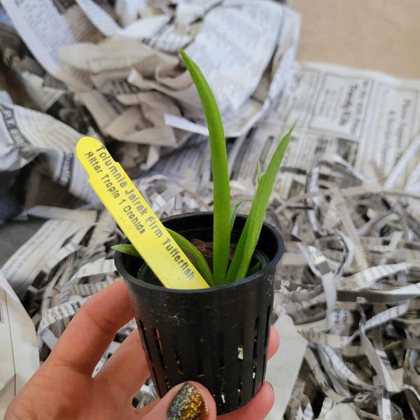 Orchid Dendrobium Den Tangerine Dream X Den Unicum Live Plant - Etsy