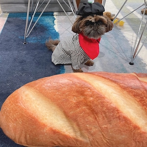 The Frenchman Cute Halloween Dog Costume Size Xxs-xlarge - Etsy
